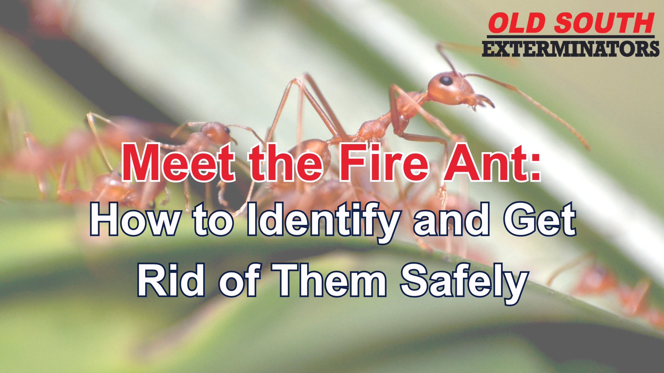 Meet the Fire Ant: How to Identify and Get Rid of Them Safely