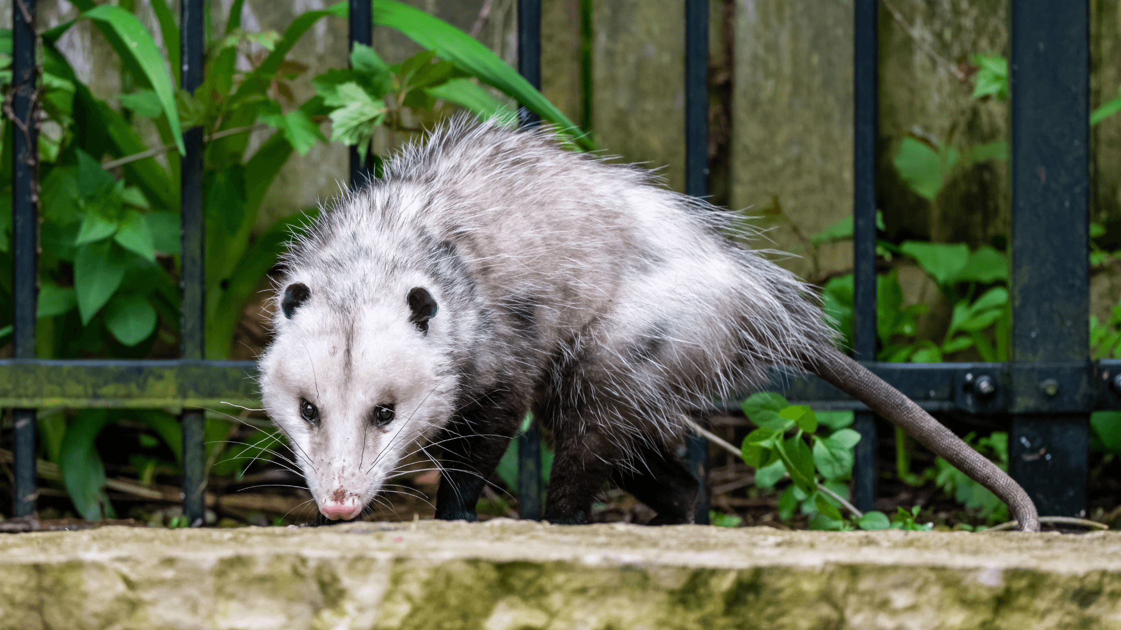 Mexican Opossum