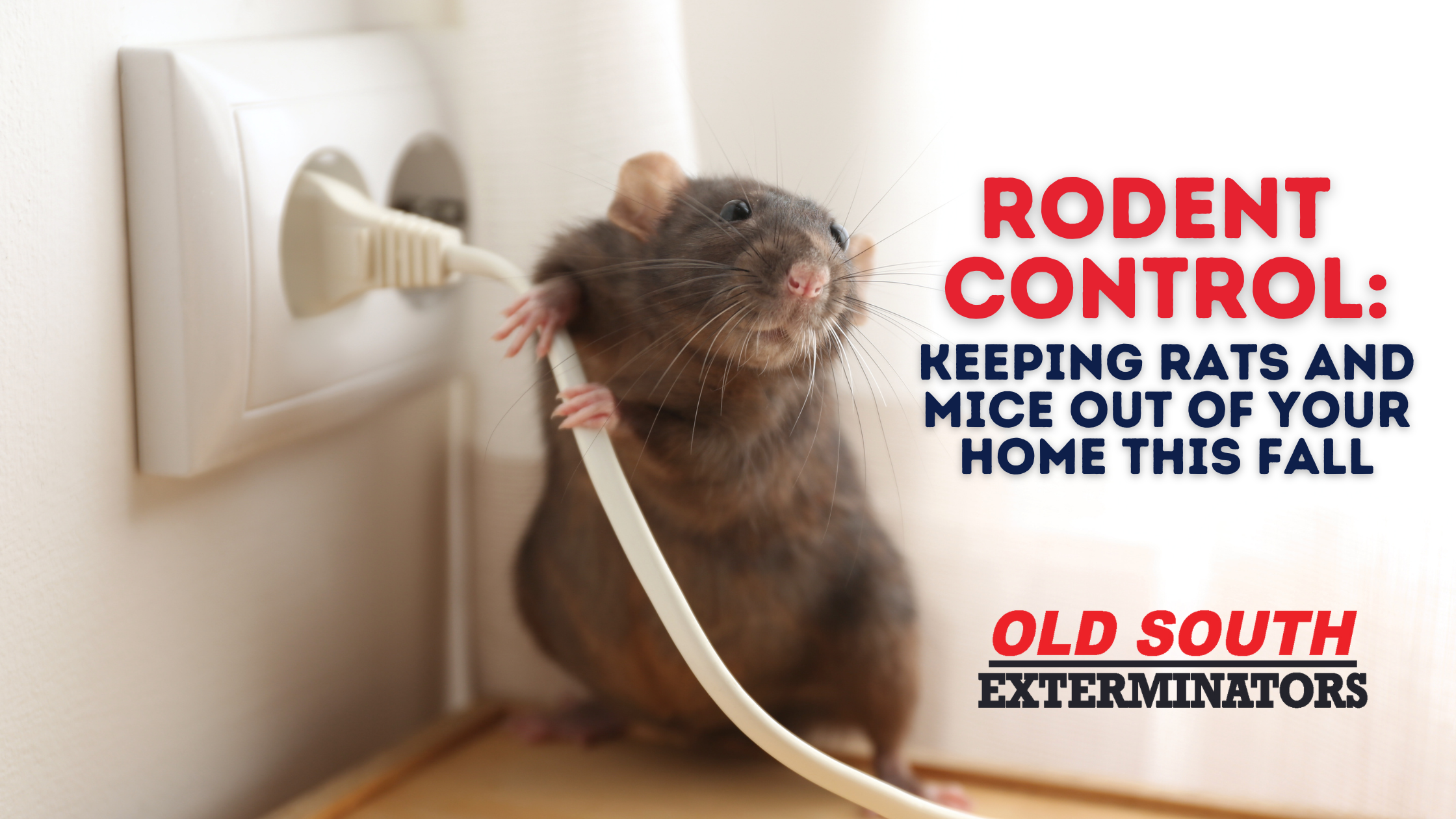 Rodent Control: Keeping Rats and Mice Out of Your Home This Fall