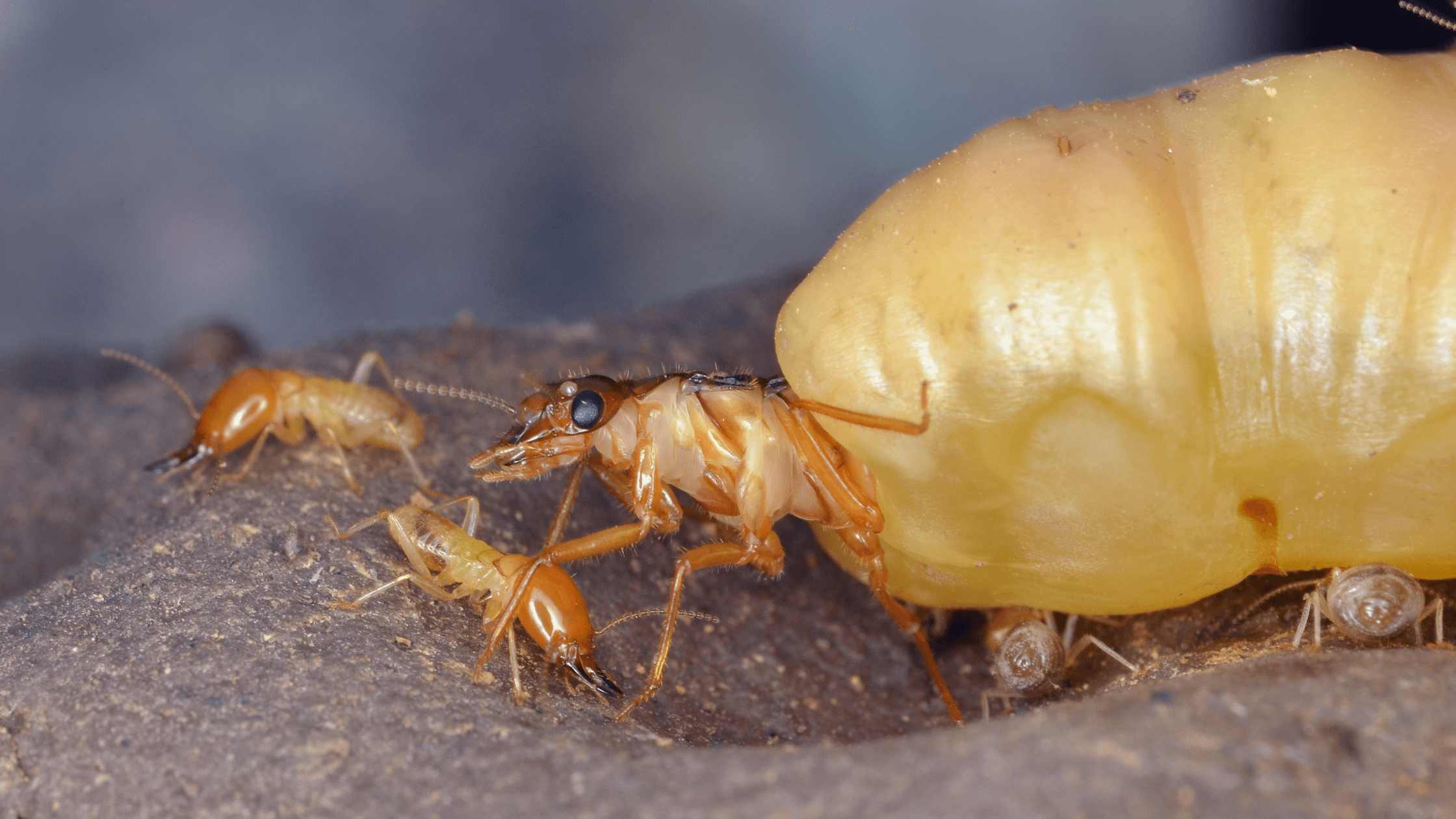 Termite Life Cycle