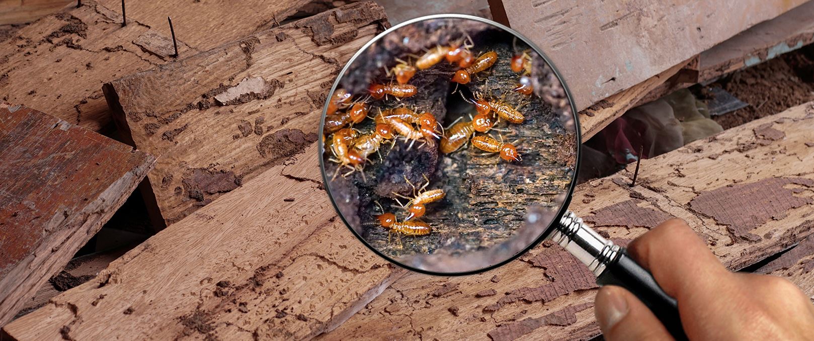 Common Signs of Termite Infestation and How to Safeguard Your Home