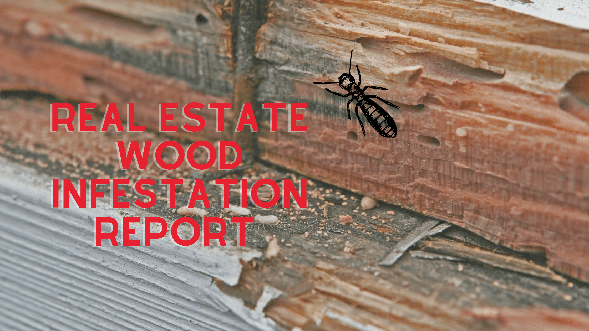 Beaufort Real Estate Wood Infestation Report